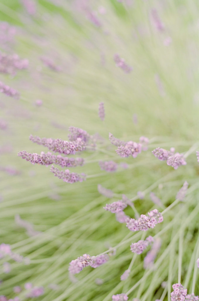 Modern meets Traditional inspired wedding at Woodinville Lavender Farm ...